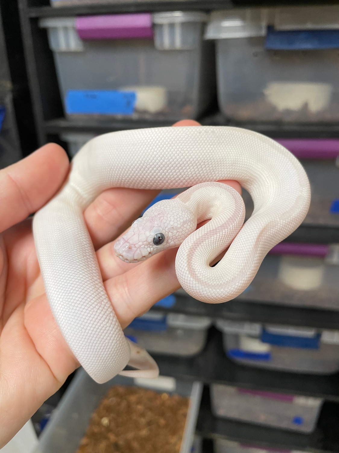 Blue Eyed Lucy Super Russo Ball Python by Wildwood Reptiles - MorphMarket