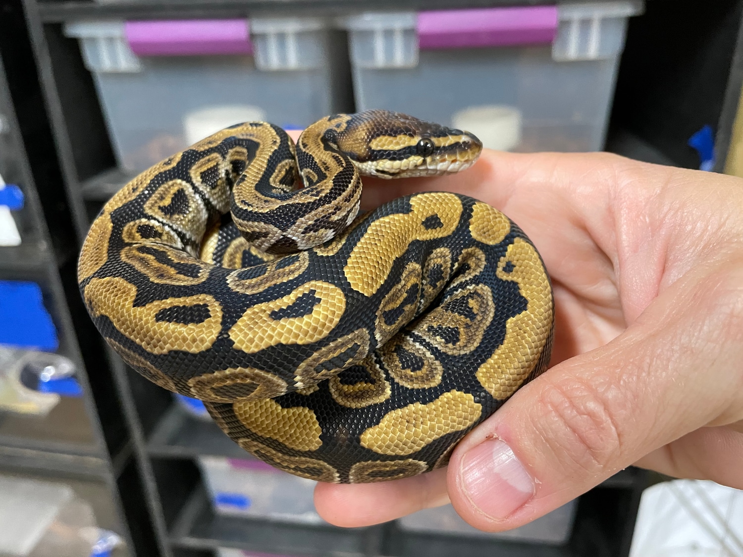 Cypress Ball Python by Wildwood Reptiles - MorphMarket