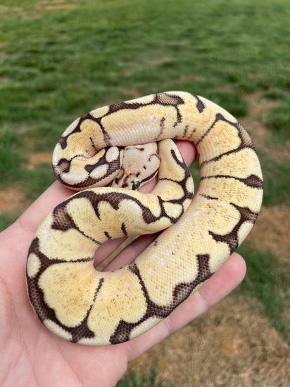 Firebee Ball Python by Wildwood Reptiles