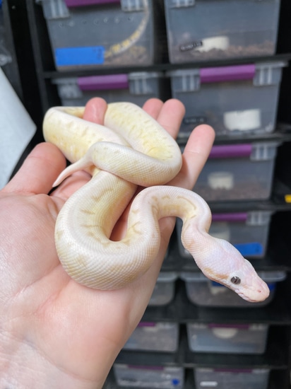 Banana Super Pastel Spider Ball Python by Wildwood Reptiles