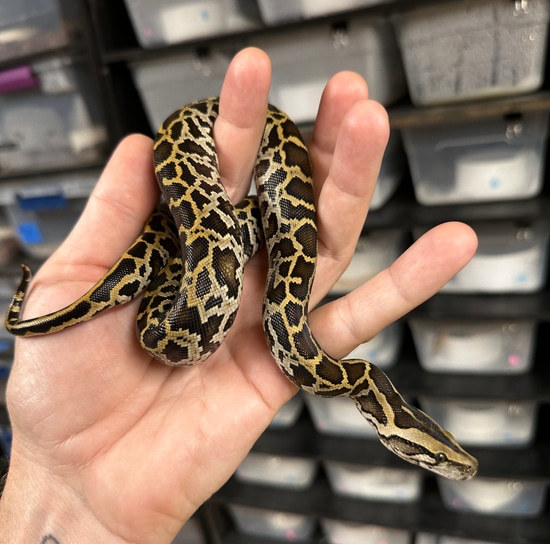 Normal Het Albino Burmese Python by Wildwood Reptiles