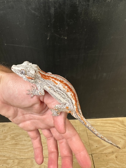 Deadpool Line Red Stripe Gargoyle Gecko by Wildwood Reptiles