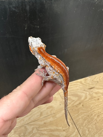 Deadpool Line Red Stripe Gargoyle Gecko by Deleted-992279847515610