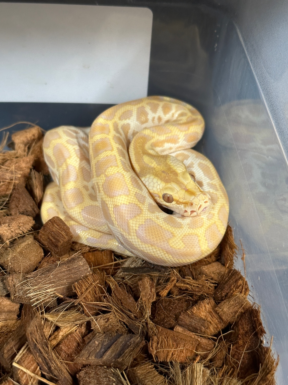 Pearl- Hypo Albino Burmese Python by Wildwood Reptiles - MorphMarket