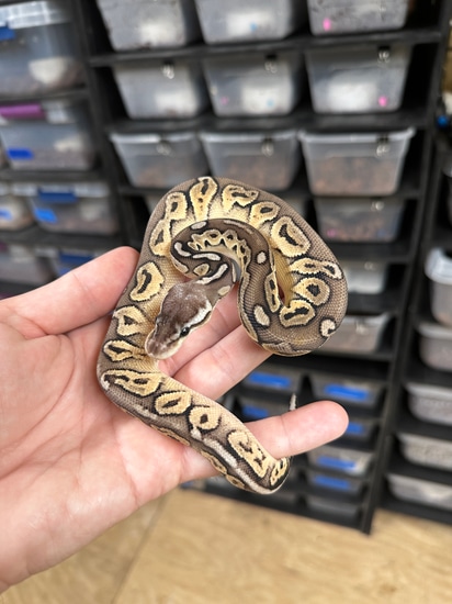 Pewter Enchi Ball Python by Wildwood Reptiles