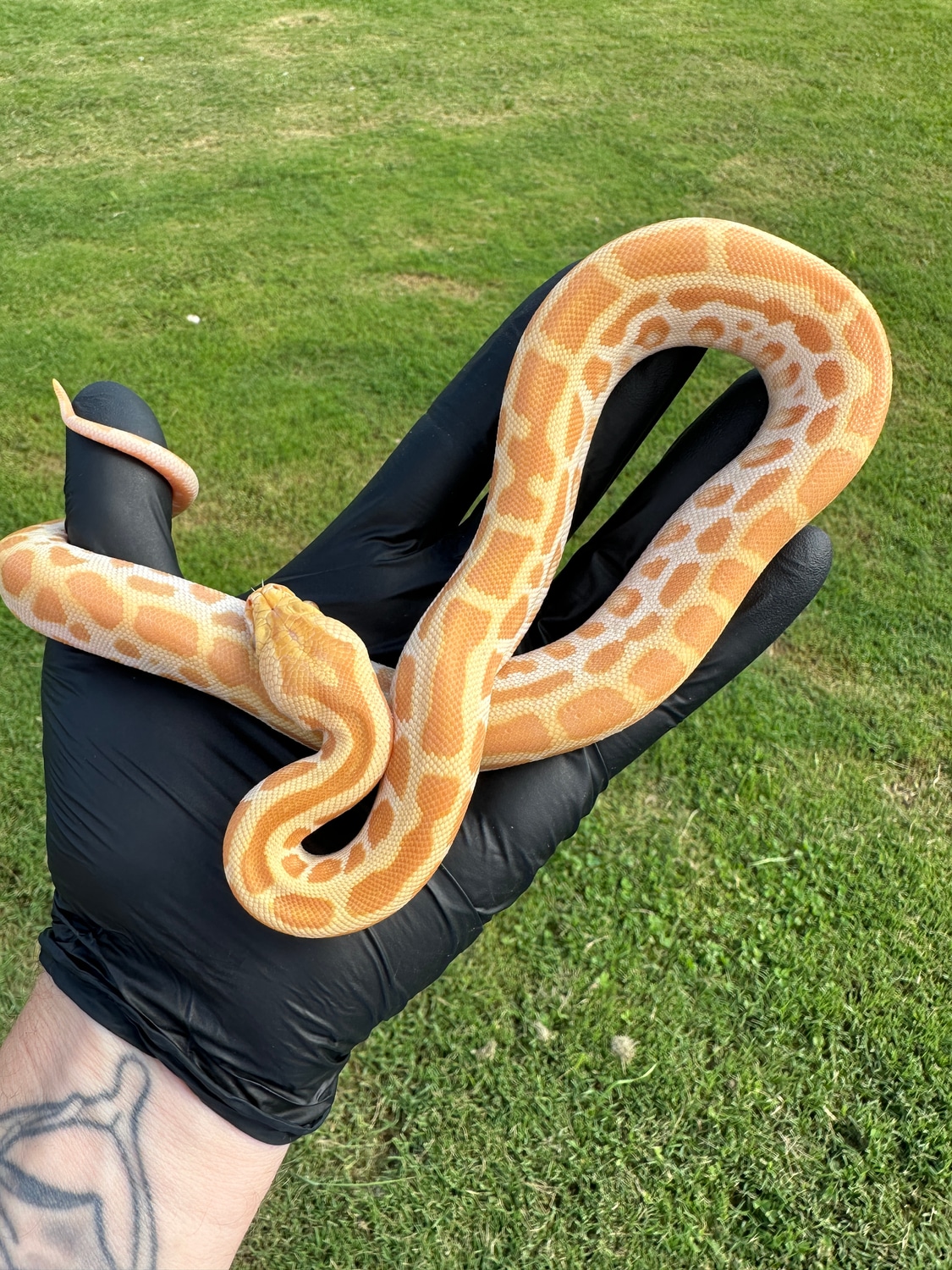 Pearl Hypo Albino Burmese Python by Wildwood Reptiles - MorphMarket