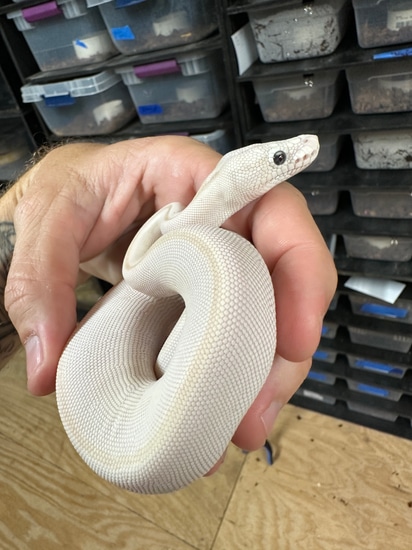 Blue Eyed Lucy Ball Python by Wildwood Reptiles