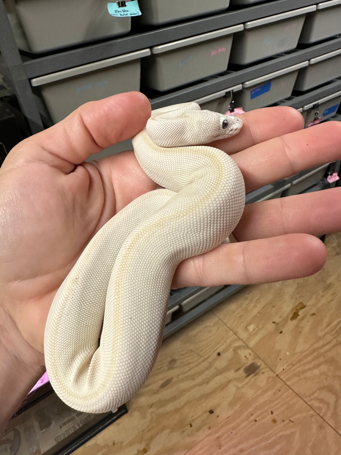 Blue Eyed Lucy Ball Python by Wildwood Reptiles - MorphMarket
