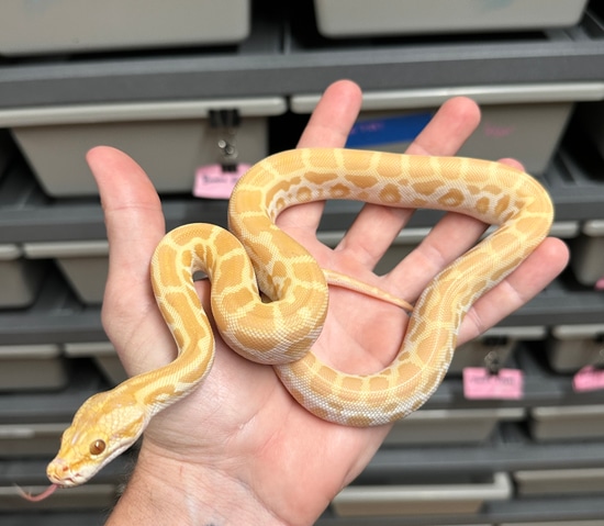 Hypo Albino Pearl Burmese Python by Wildwood Reptiles