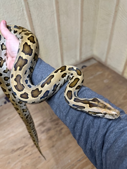 Leopard POs Het Lab Het Albino Burmese Python by Wildwood Reptiles