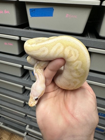 Super Banana Enchi Ball Python by Wildwood Reptiles