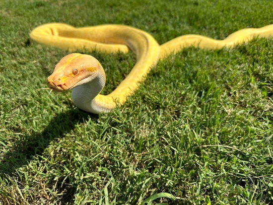 Hypo Albino Granite Burmese Python by Wildwood Reptiles