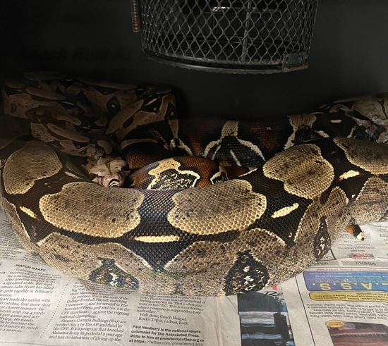 Suriname Proven Breeder True Red-Tailed Boa Constrictor by Deleted ...