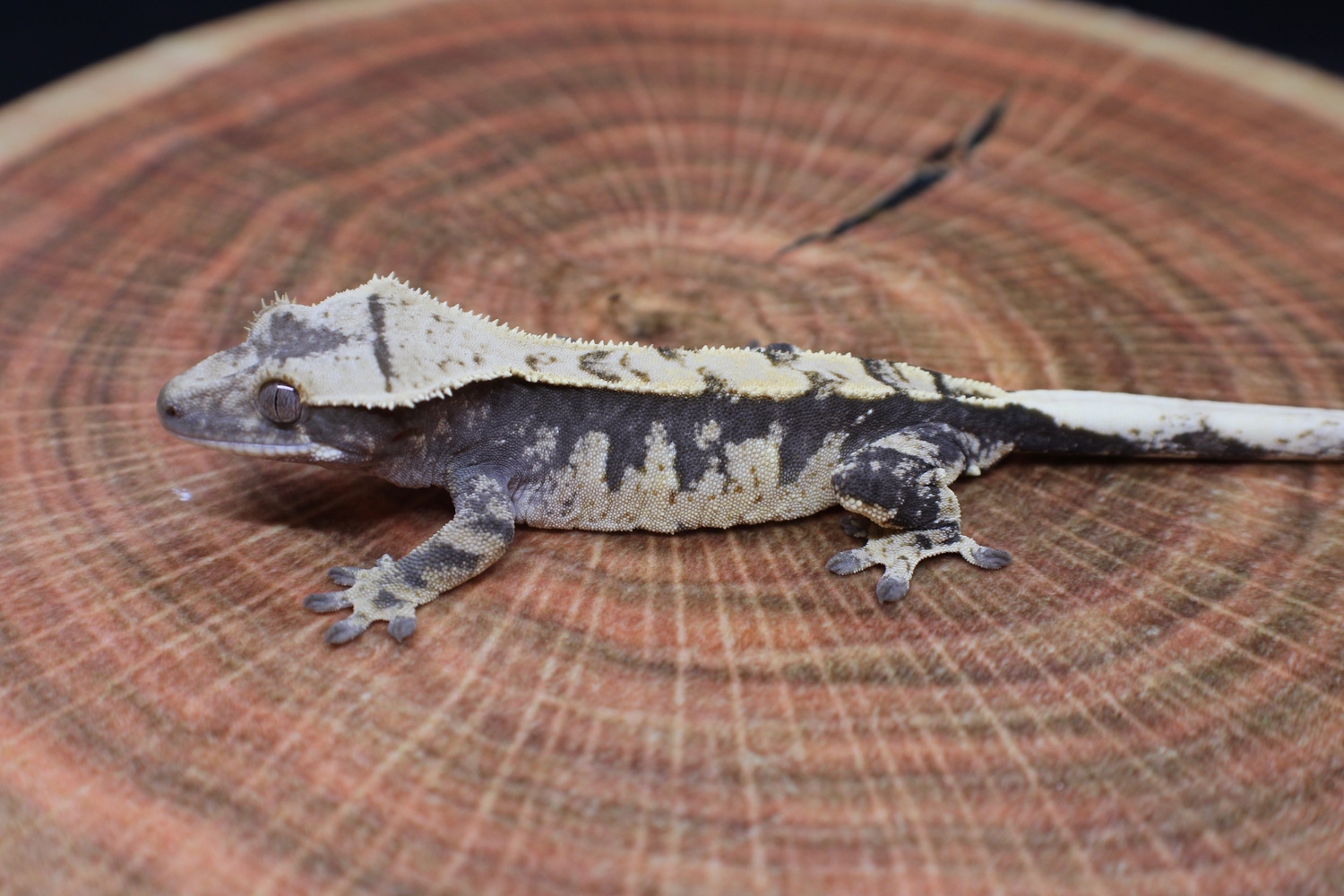 High Contrast Extreme Harlequin Crested Gecko by MoodyGeckos - MorphMarket