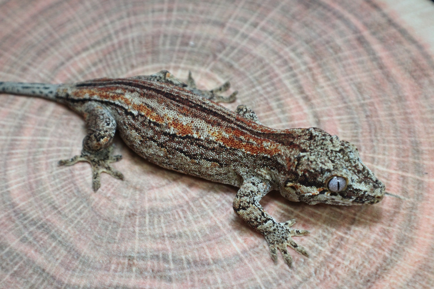 Orange Stripe Gargoyle Gecko by MoodyGeckos - MorphMarket