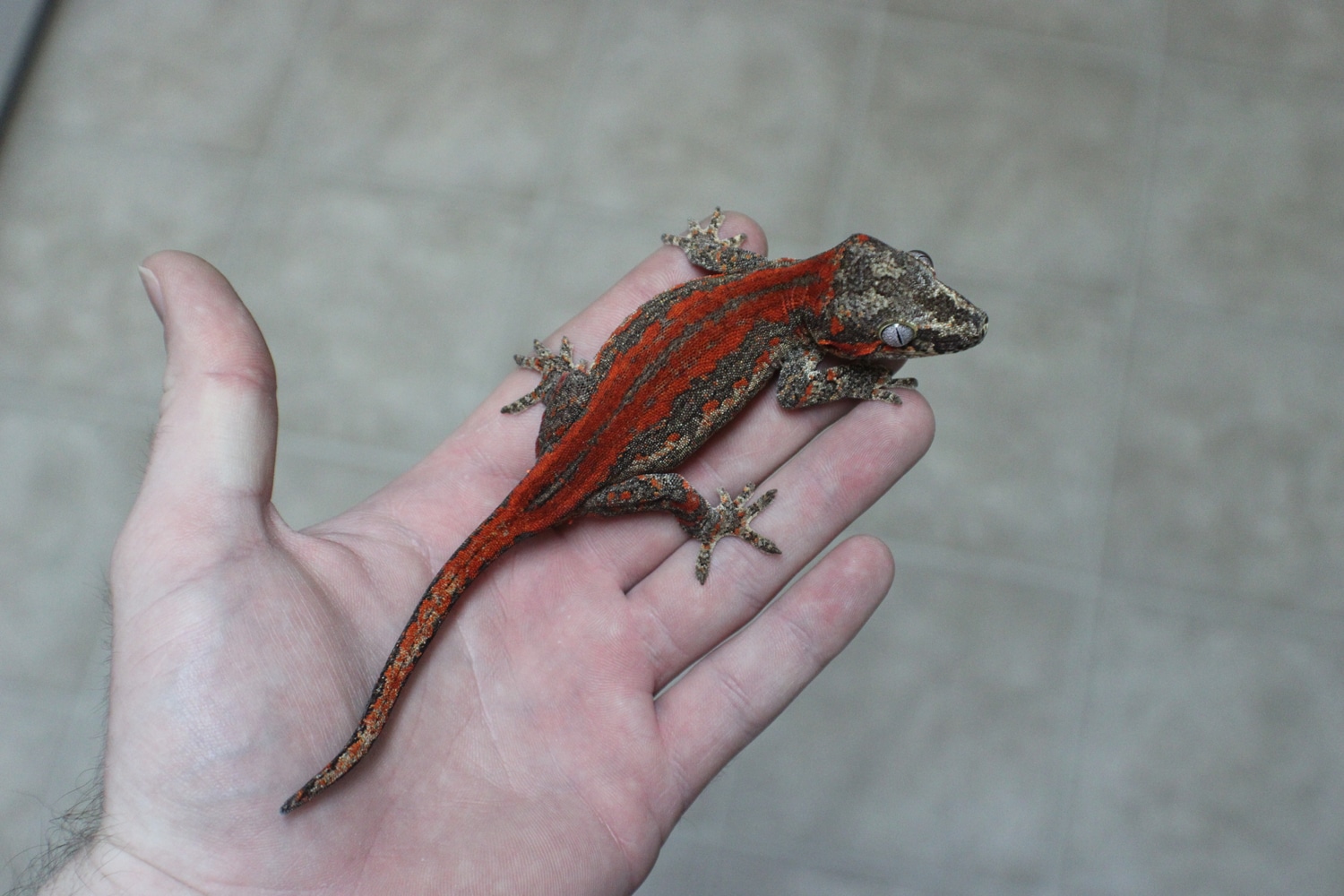 Red Stripe Gargoyle Gecko by MoodyGeckos - MorphMarket