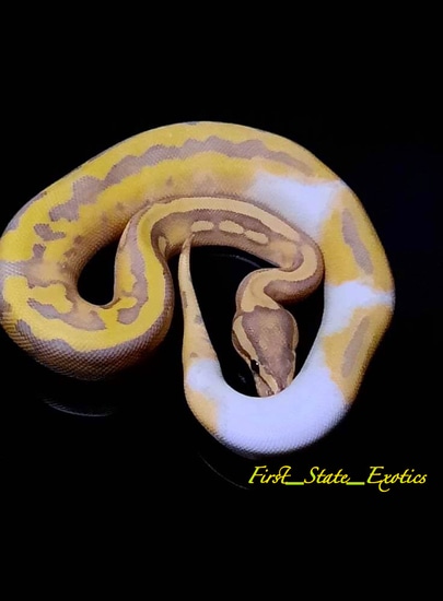 Banana Piebald Ball Python by First State Exotics