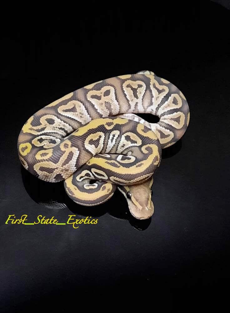 Pastel Mojave Ghost Ball Python by First State Exotics - MorphMarket