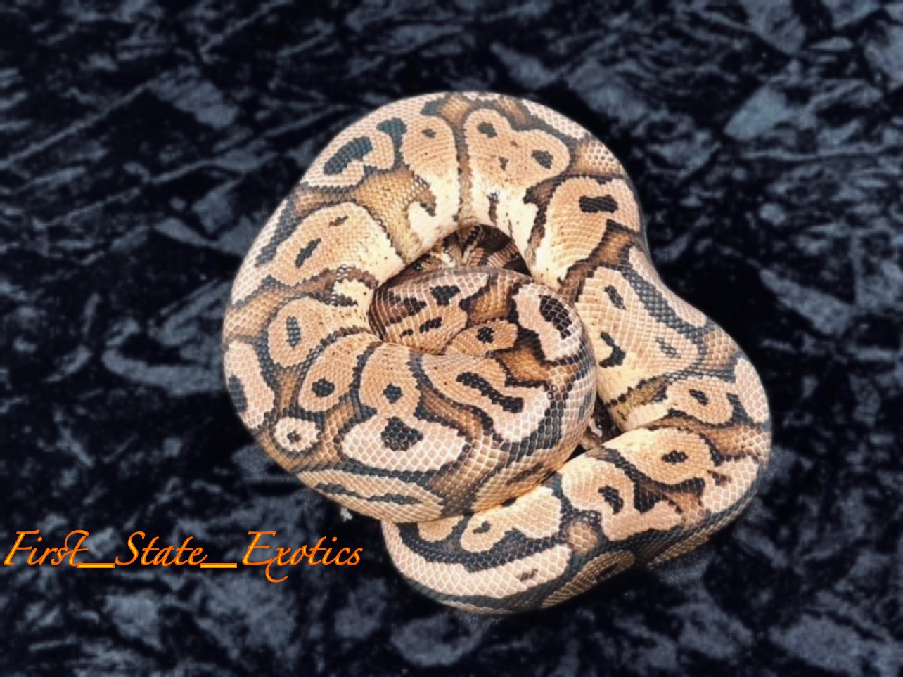 Pastel Red Stripe Ball Python by First State Exotics - MorphMarket