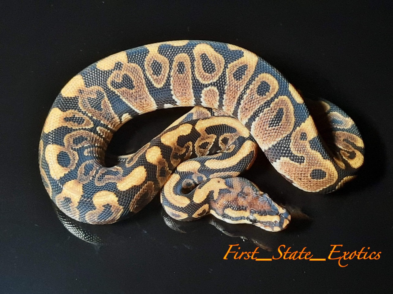 Spotnose Het Clown 66% Het DG Ball Python by First State Exotics ...