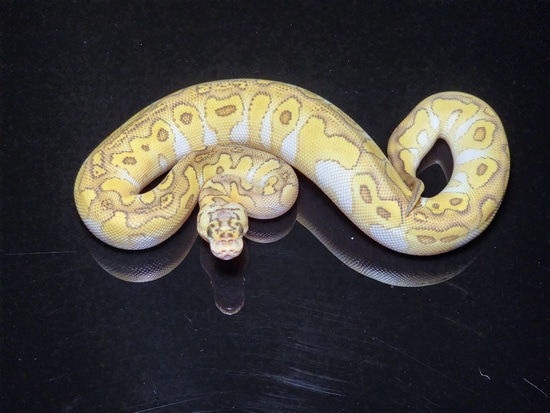 Lesser Ghost Clown Ball Python by First State Exotics
