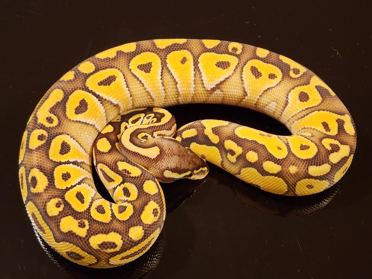 Lesser 66% DH Ghost/clown Ball Python by First State Exotics - MorphMarket