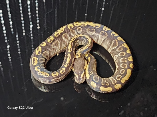 Ghi Phantom 66% Het Ghost/clown Ball Python by First State Exotics