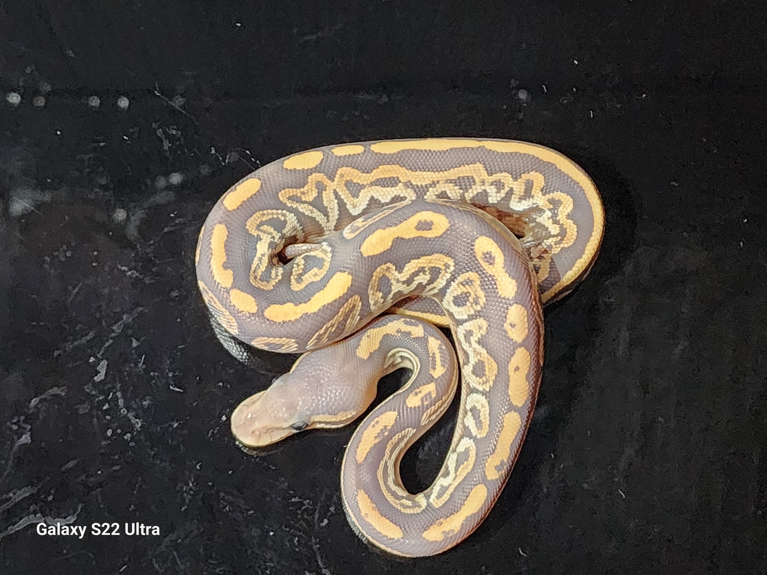 Cinnamon Mojave Ghost Ball Python by First State Exotics - MorphMarket