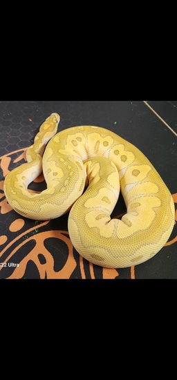 Black Pastel Lesser Ghost Clown Ball Python by First State Exotics