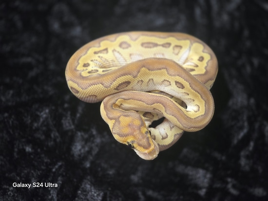 Ghi Lesser Clown 66% Het Ghost Ball Python by First State Exotics