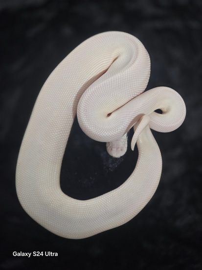 Lesser Phantom 66% Dh Ghost/clown Ball Python by First State Exotics