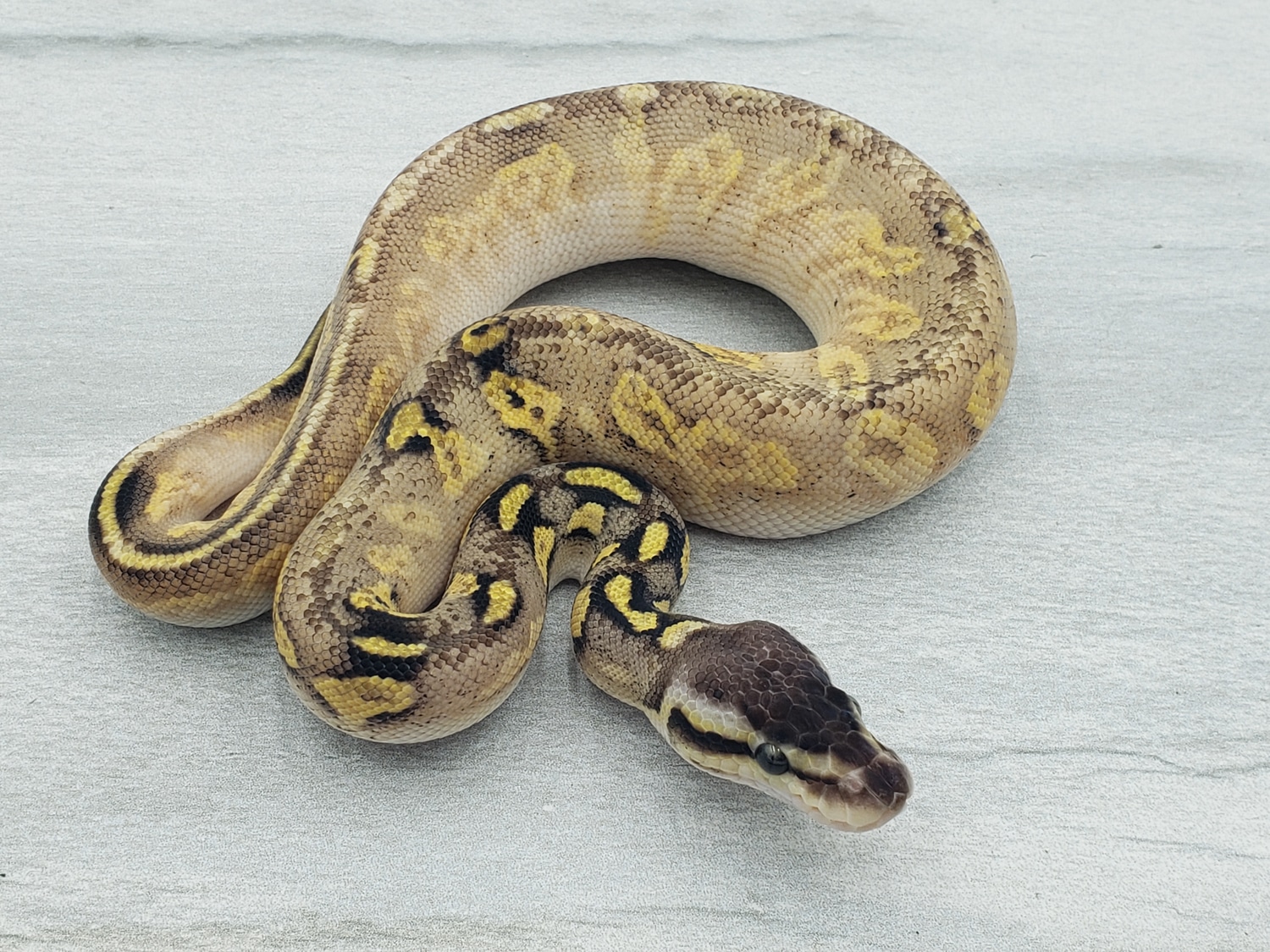Blackhead Fire Enchi Pastel Paradox Ball Python by Coastal Georgia Exotics - MorphMarket