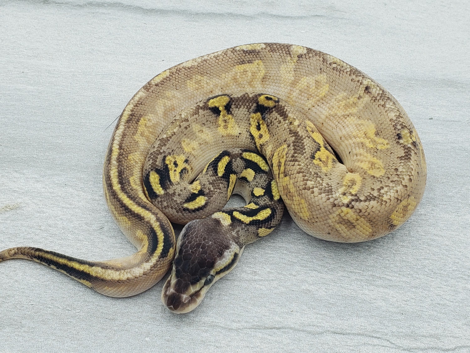 Blackhead Fire Enchi Pastel Paradox Ball Python by Coastal Georgia ...