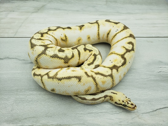 Killerbee Calico Ball Python by Coastal Georgia Exotics