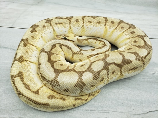 Queen Bee Proven Breeder Ball Python by Coastal Georgia Exotics