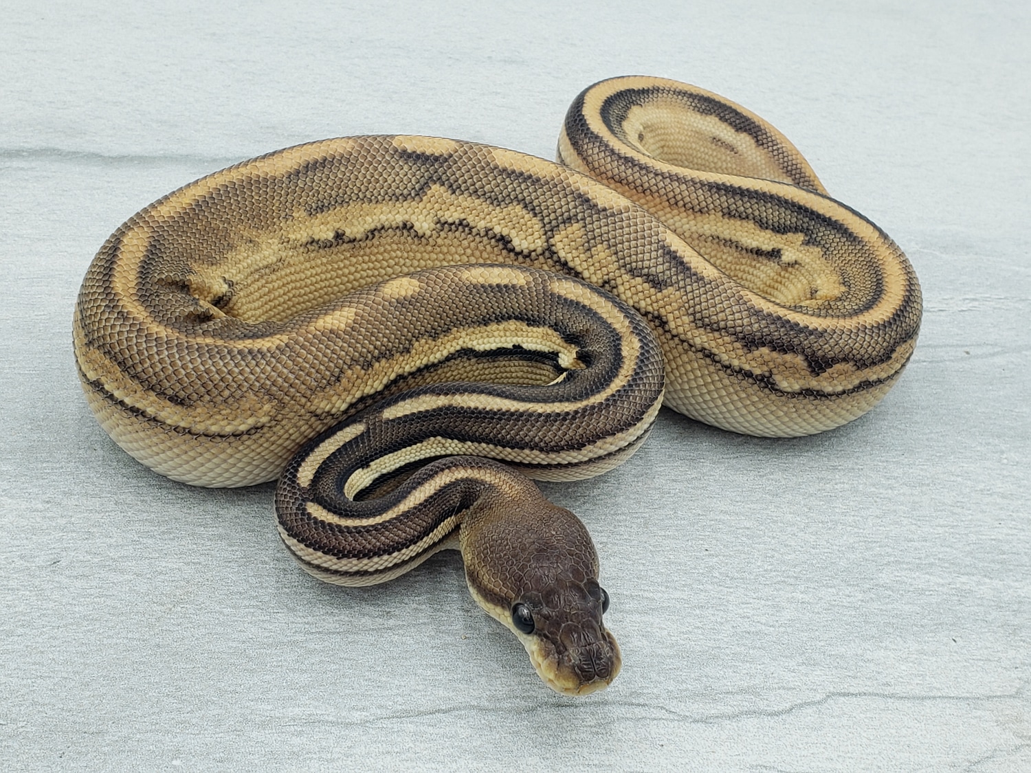 Orange Dream Mystic Mahogany Ball Python by Coastal Georgia Exotics ...