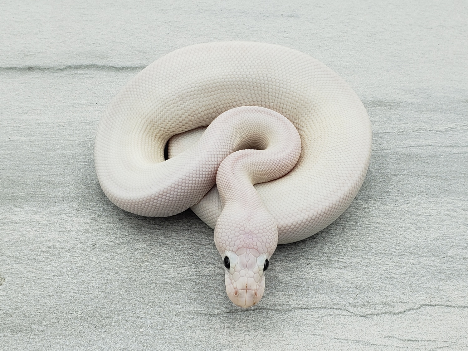 Mystic Lesser Blue Eyed Lucy, Possible Orange Dream Pastel Spider ...