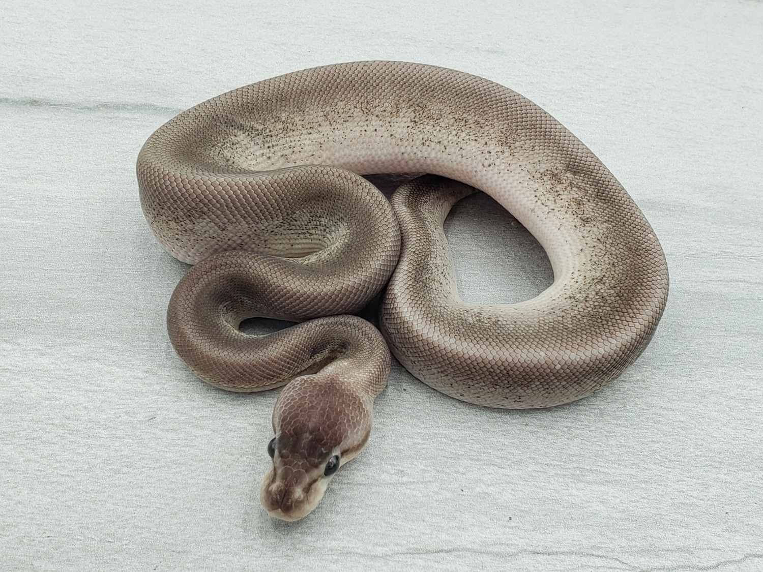 Mystic Mahogany Pewter Ball Python by Coastal Georgia Exotics - MorphMarket