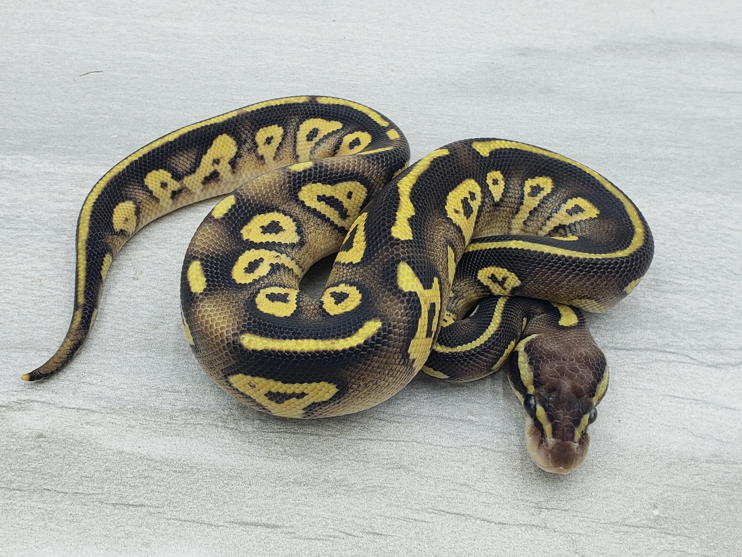 Pastave Yellowbelly Ball Python by Coastal Georgia Exotics - MorphMarket