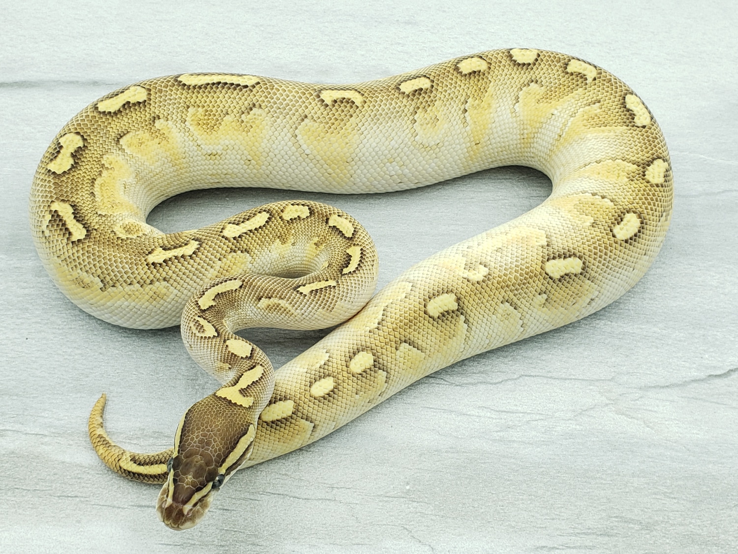 Lesser Yellowbelly Sentinel Ball Python by Coastal Georgia Exotics ...