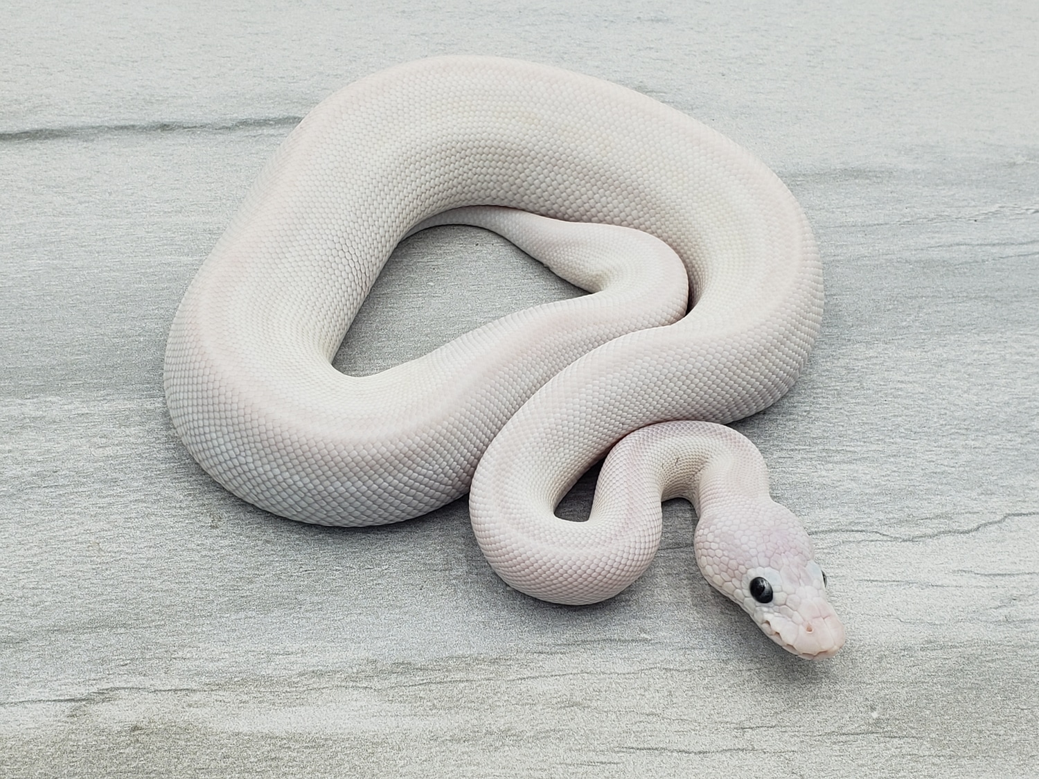 Mystic Lesser(Bel) Possible Pastel Orange Dream Cinnamon Spider Ball ...