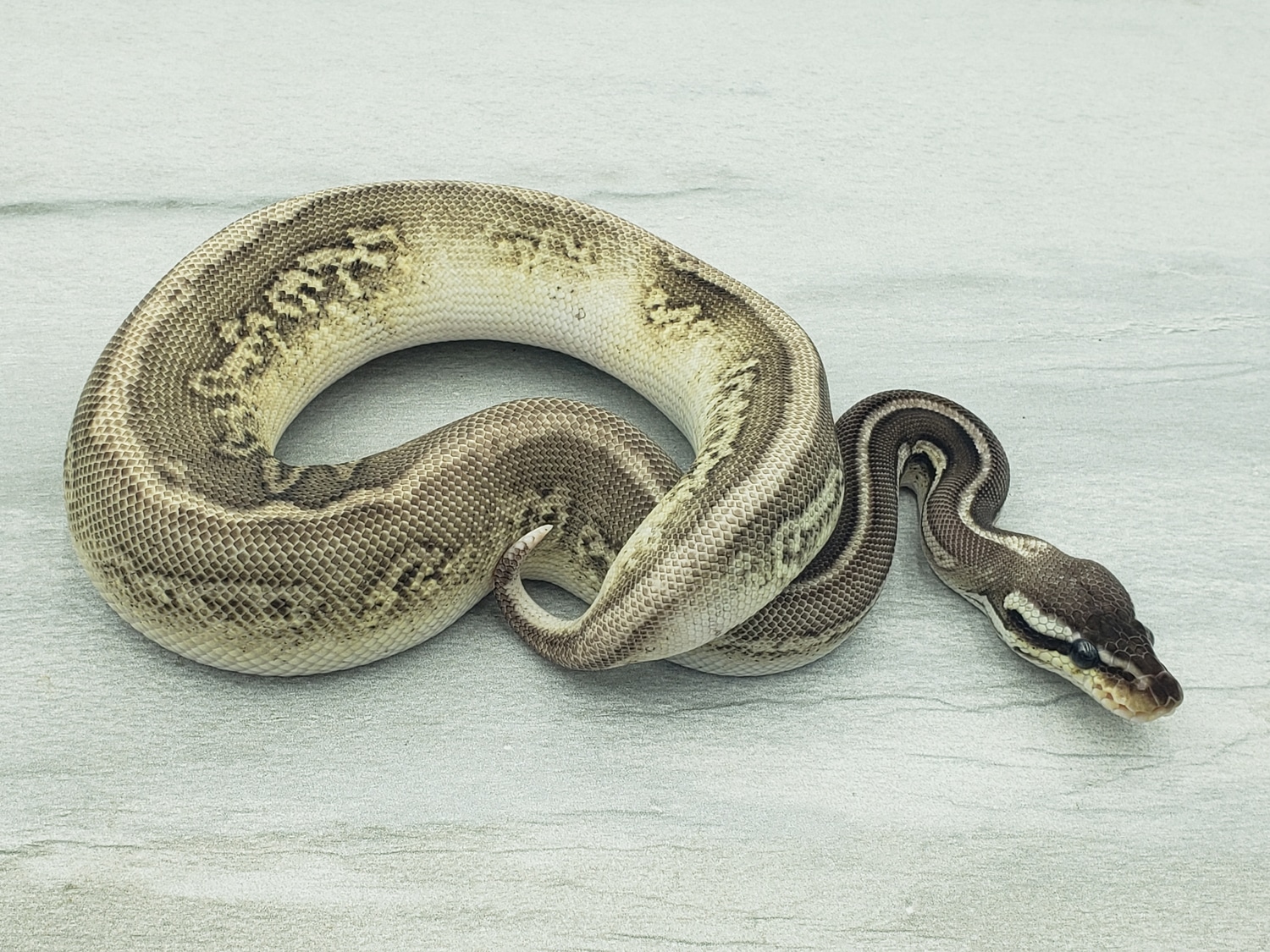 Pewter Leopard Enchi Yellow Belly Ball Python by Coastal Georgia ...