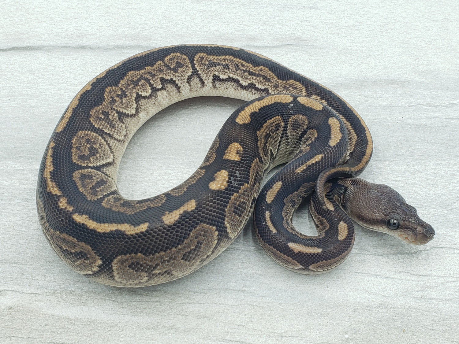 Mahogany Cinnamon Ball Python by Coastal Georgia Exotics - MorphMarket