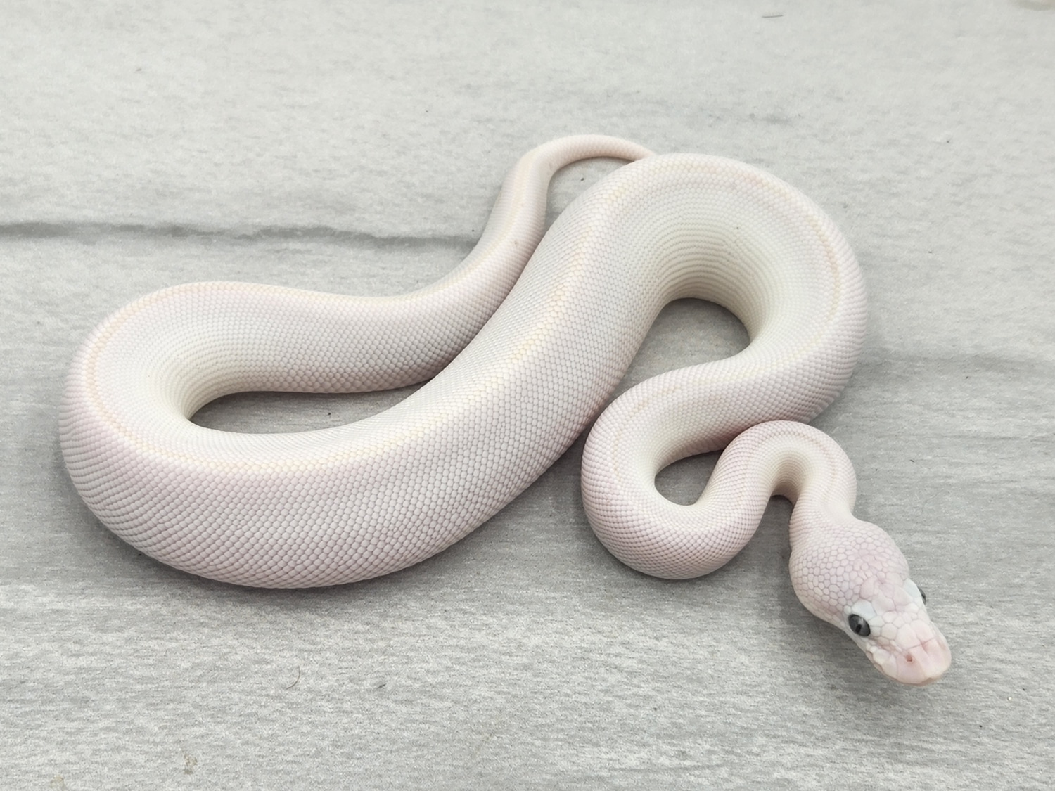 Blue Eyed Lucy(Lesser Mojave) Possible Enchi Het/visual Sentinel Ball ...