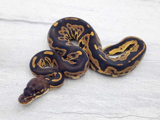 Bongo Leopard Yellow Belly Ball Python by Coastal Georgia Exotics