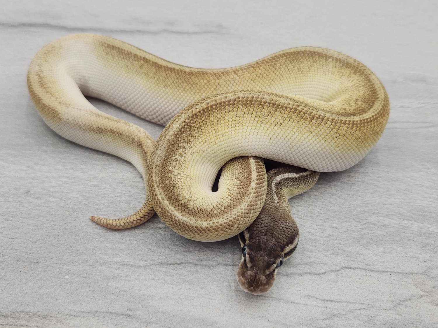 Pastel Mojave Calico Bongo Yellowbelly Ball Python by Coastal Georgia ...