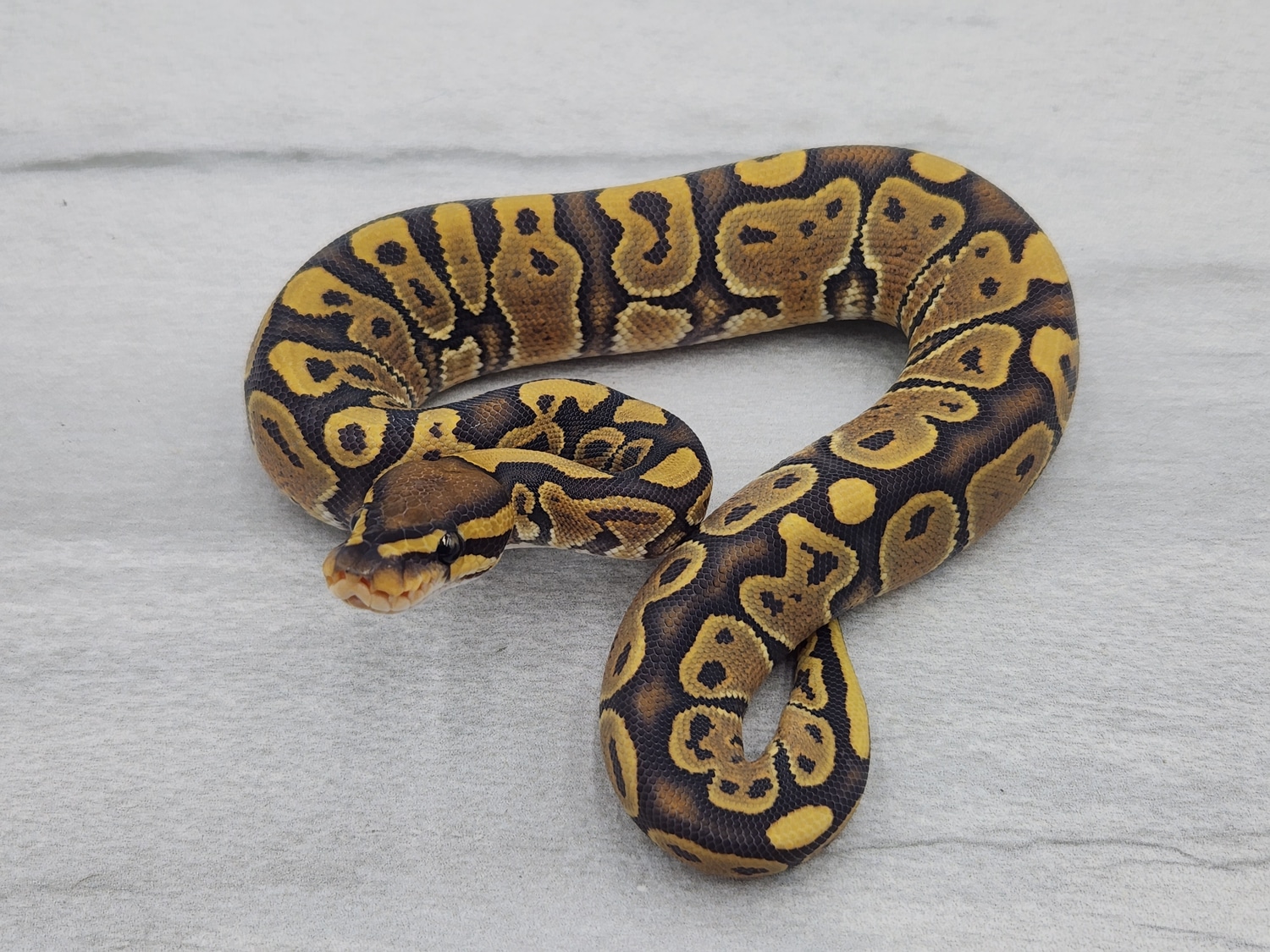 Hypo 66% Het Sentinel Ball Python by Coastal Georgia Exotics - MorphMarket