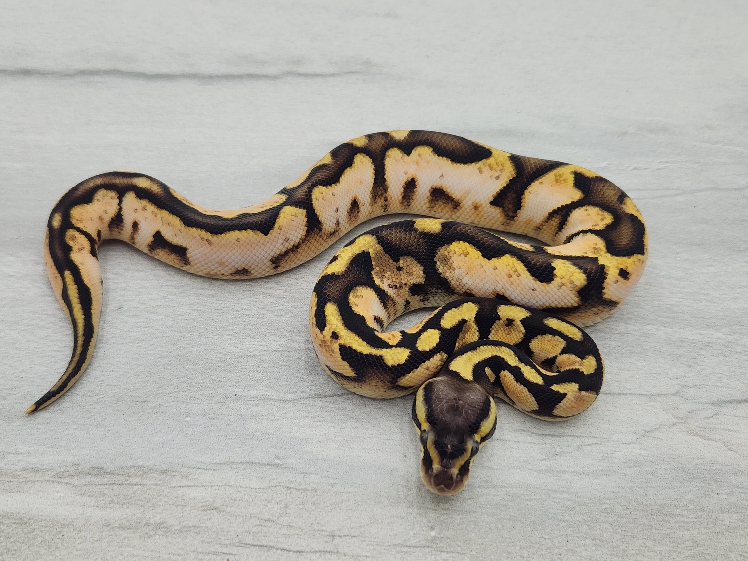 Pastel Calico Ball Python by Coastal Georgia Exotics - MorphMarket