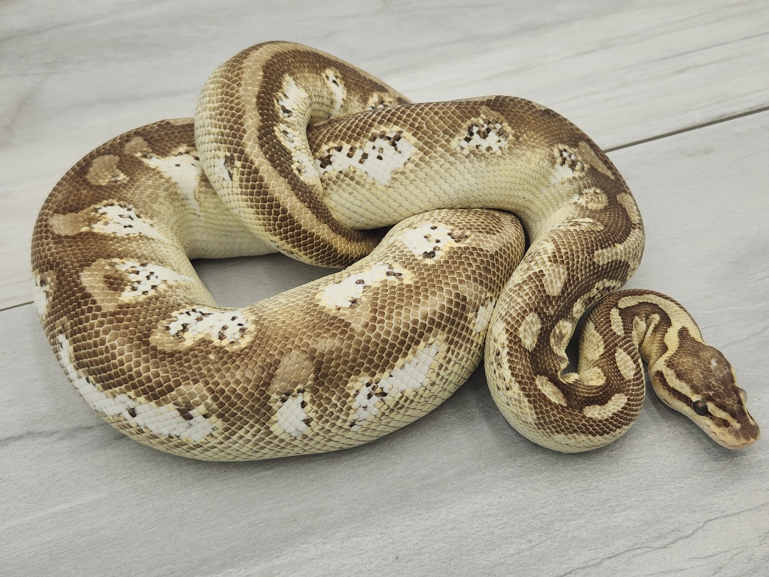 Pastel Butter Calico Proven Breeder Ball Python by Coastal Georgia ...
