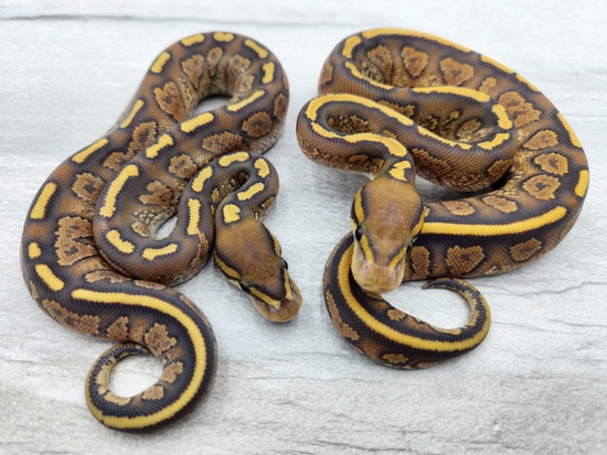 Hypo Sentinel Ball Python by Coastal Georgia Exotics